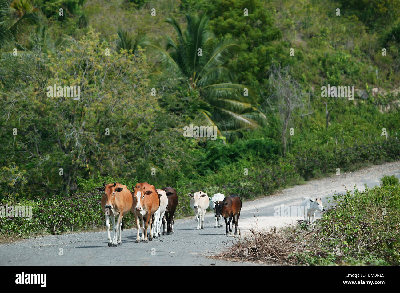 Cows walk up a road returning home at the end of the day; Aceh Province ...