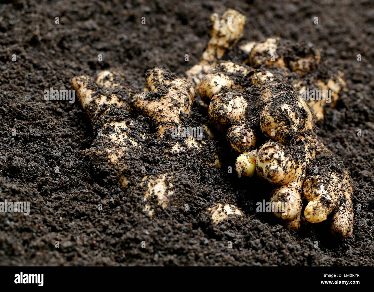Pile of newly harvested ginger in ground Stock Photo - Alamy