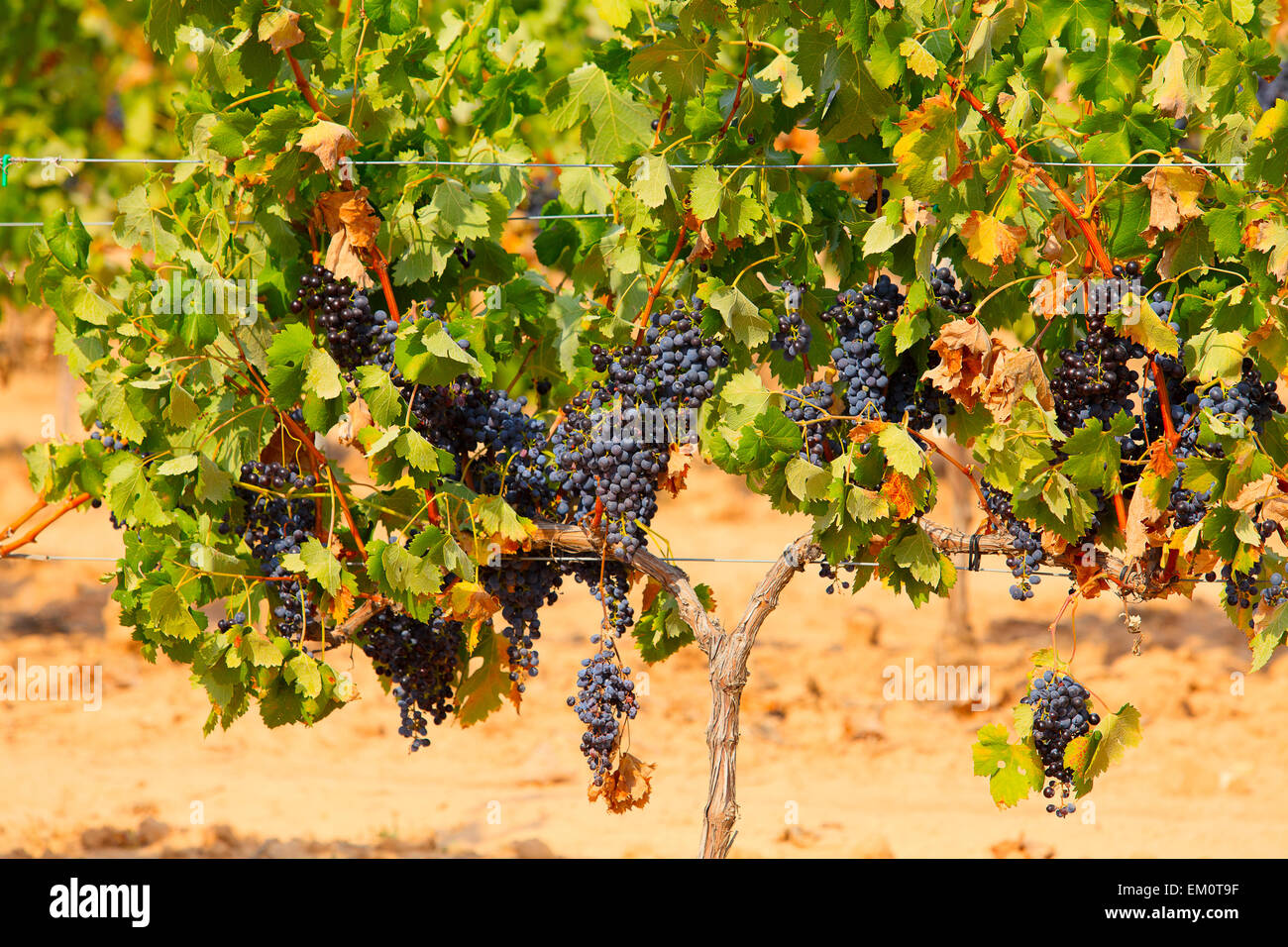 How to grow grape hi-res stock photography and images - Alamy