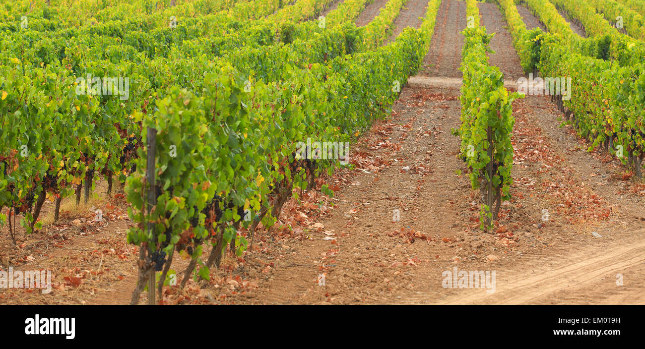 How to grow grape hi-res stock photography and images - Alamy
