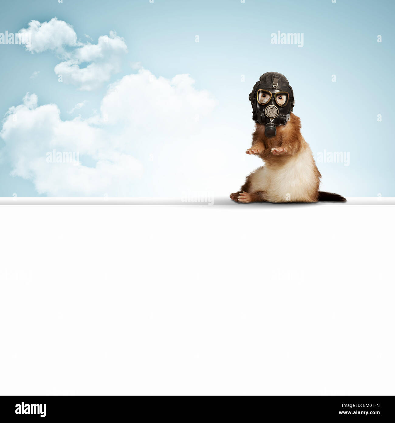 Ferret in gas mask Stock Photo - Alamy