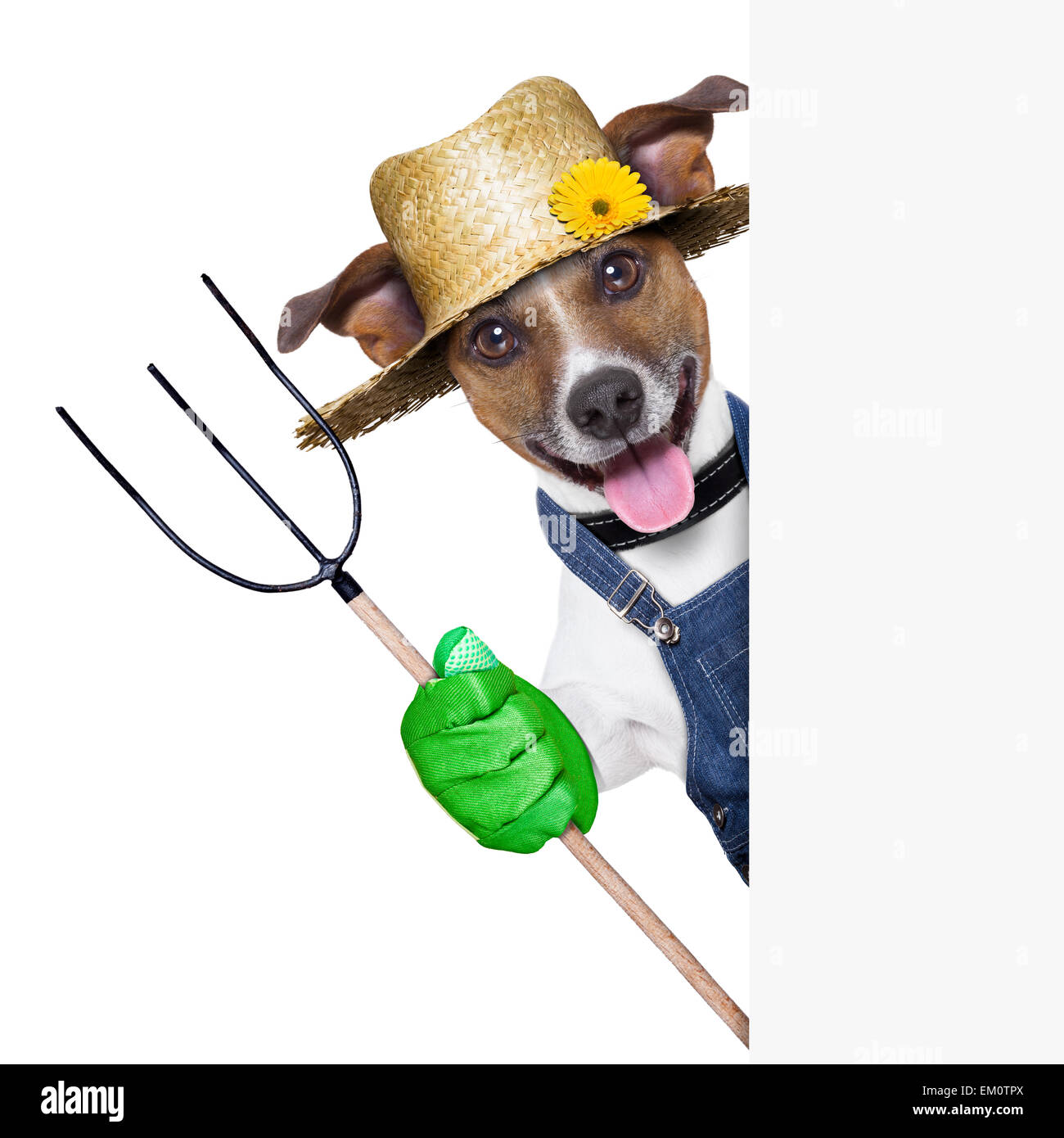 Farmer Dog Stock Photos & Farmer Dog Stock Images - Alamy