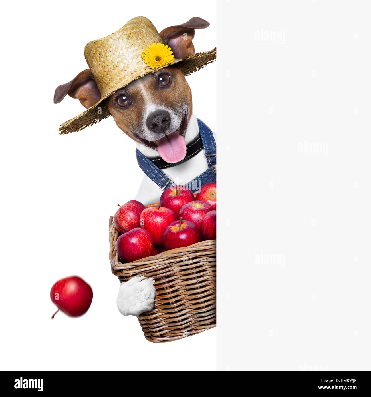 Farmer dog hi-res stock photography and images - Alamy