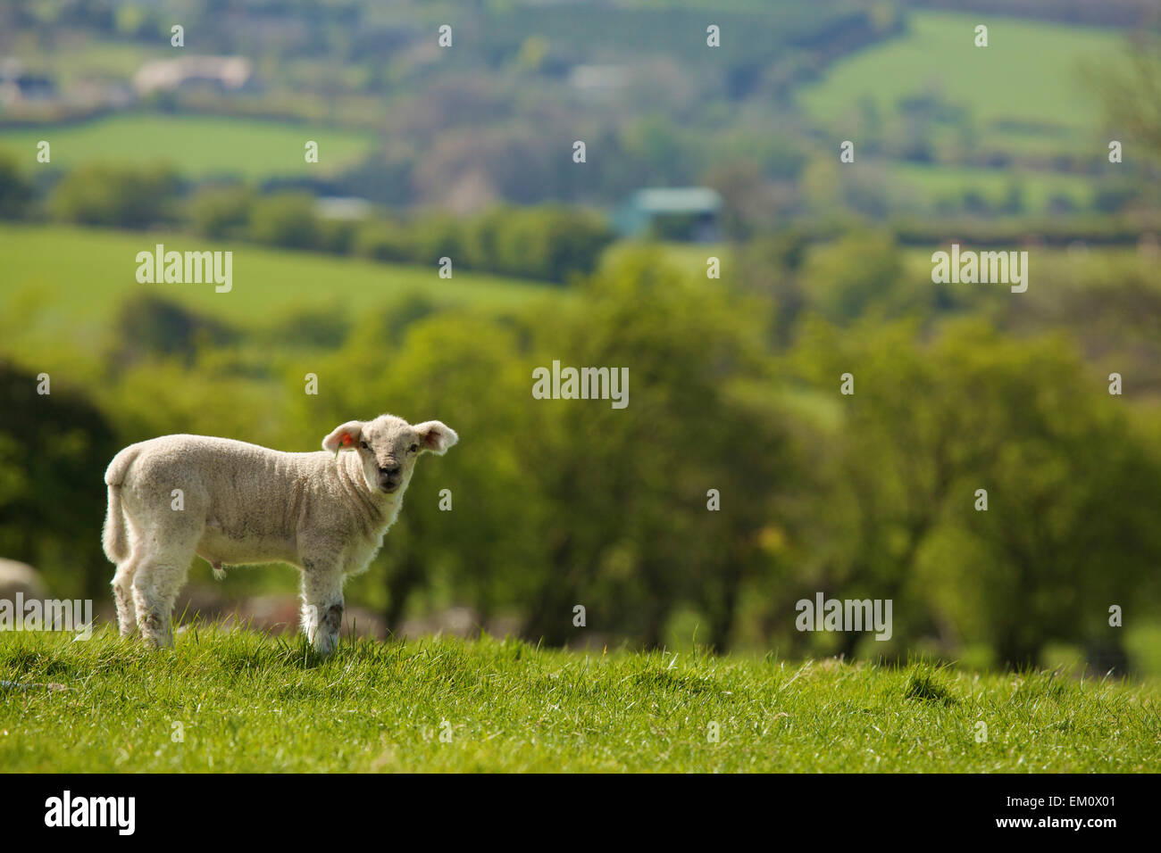 A Lone Sheep On The Grass; County Dublin Ireland Stock Photo - Alamy