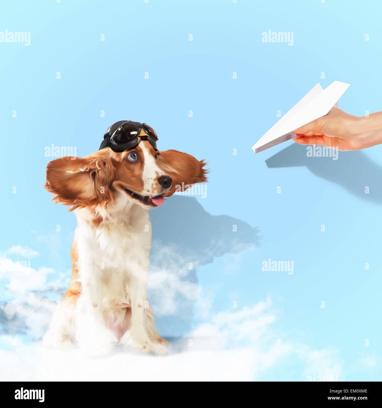 Image funny spaniel dog in hi-res stock photography and images - Alamy