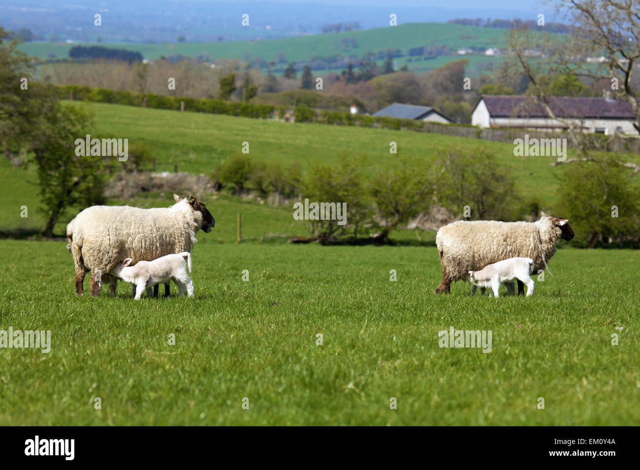Lambs Getting Milk From The Sheep; County Dublin Ireland Stock Photo ...