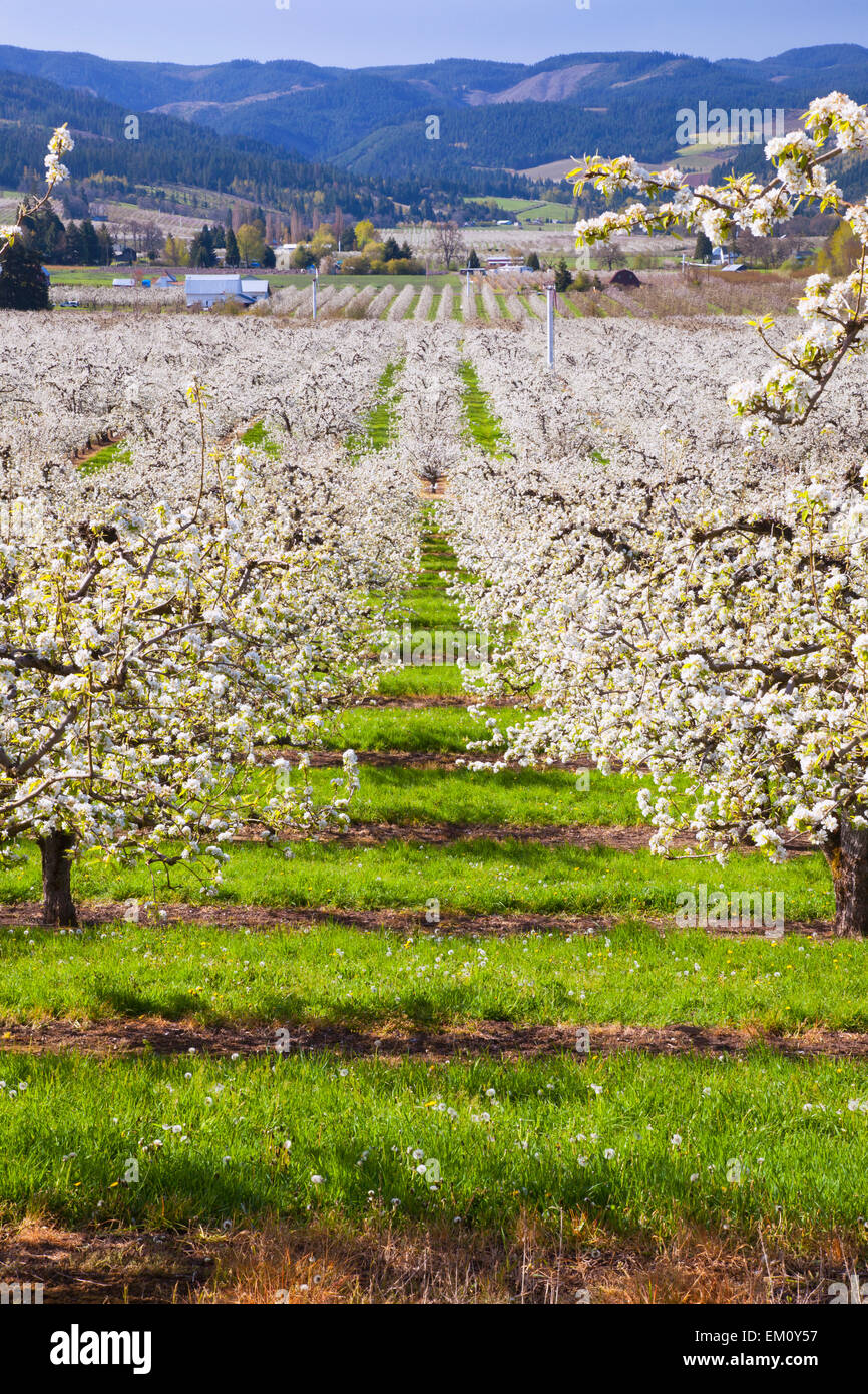 Apple Blossom Trees In The Hood River Valley In Columbia River Gorge ...