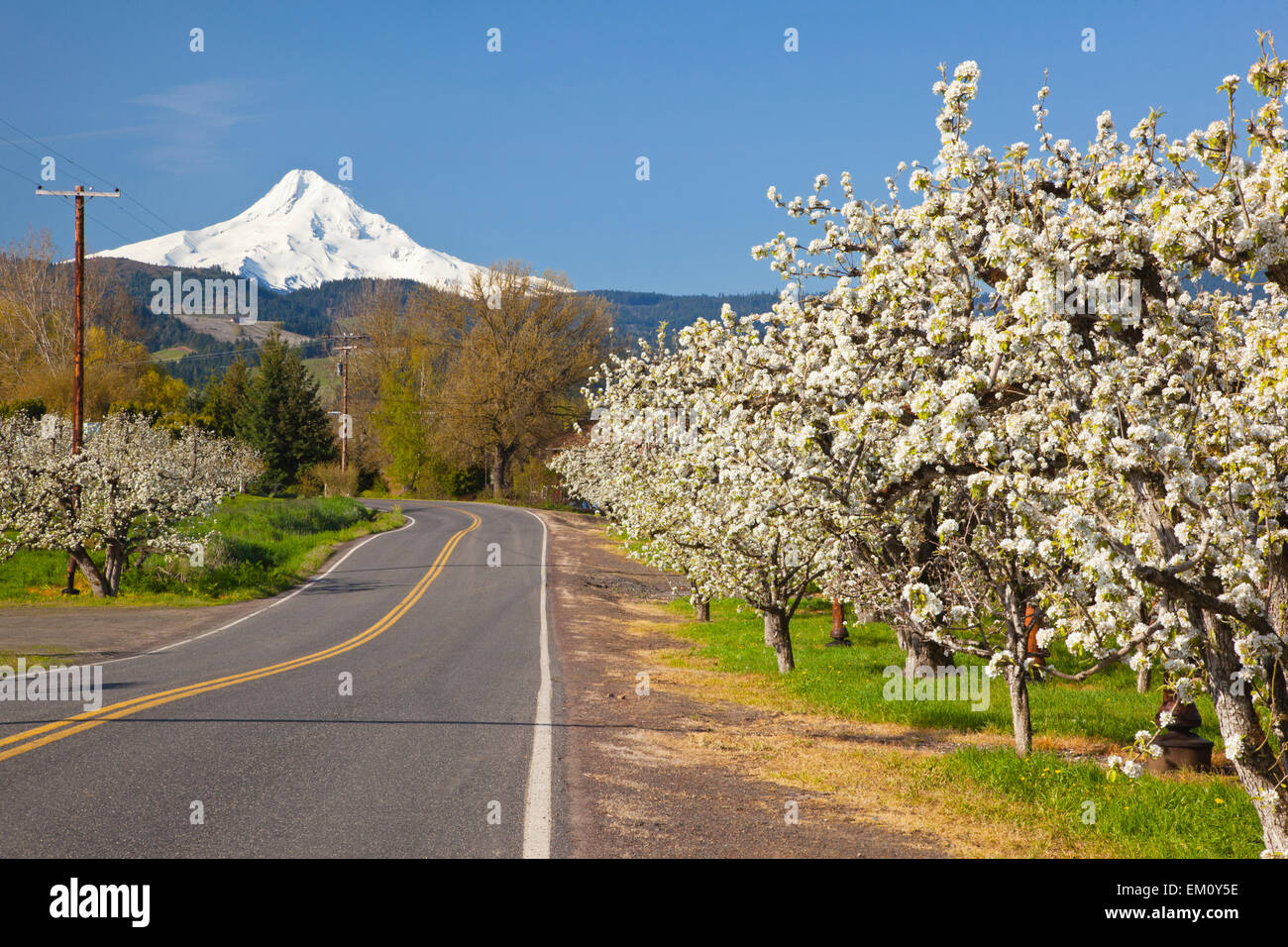 Apple Blossom Trees Along A Road In The Hood River Valley In Columbia ...