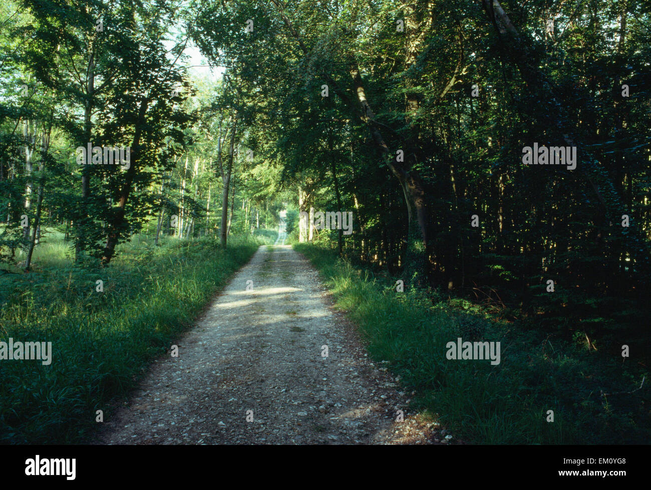 Stane Street Roman road looking NE in Eartham Wood, West Sussex ...