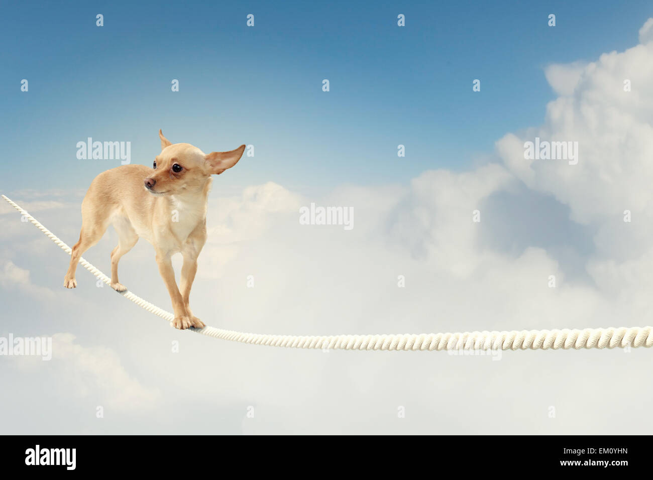 Dog balancing on rope Stock Photo - Alamy