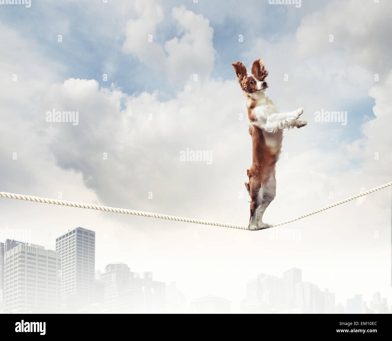Dog balancing on rope Stock Photo - Alamy
