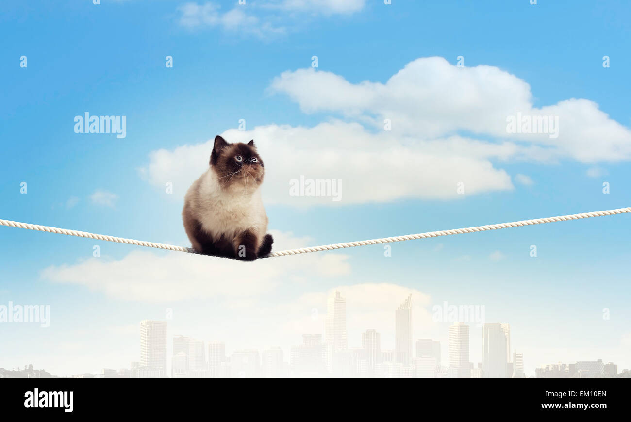Cat on rope hi-res stock photography and images - Alamy