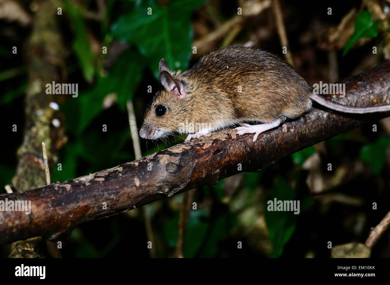 wood mouse apodemus sylvaticus Stock Photo - Alamy