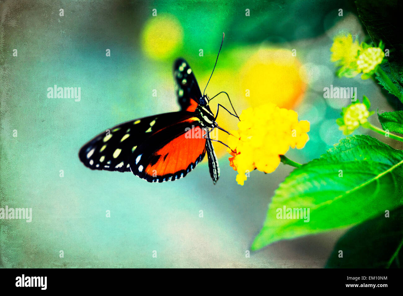 Striking monarch butterfly hi-res stock photography and images - Alamy