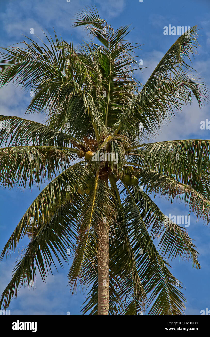 Coconut tree under blue sky Stock Photo - Alamy