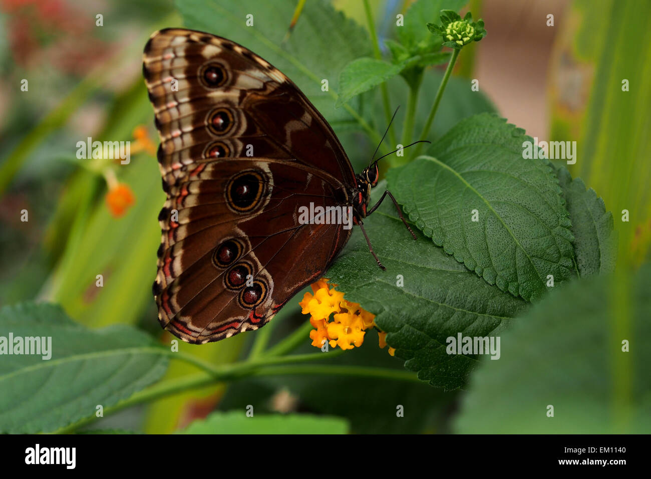 Closeup shot monarch butterfly hi-res stock photography and images - Alamy
