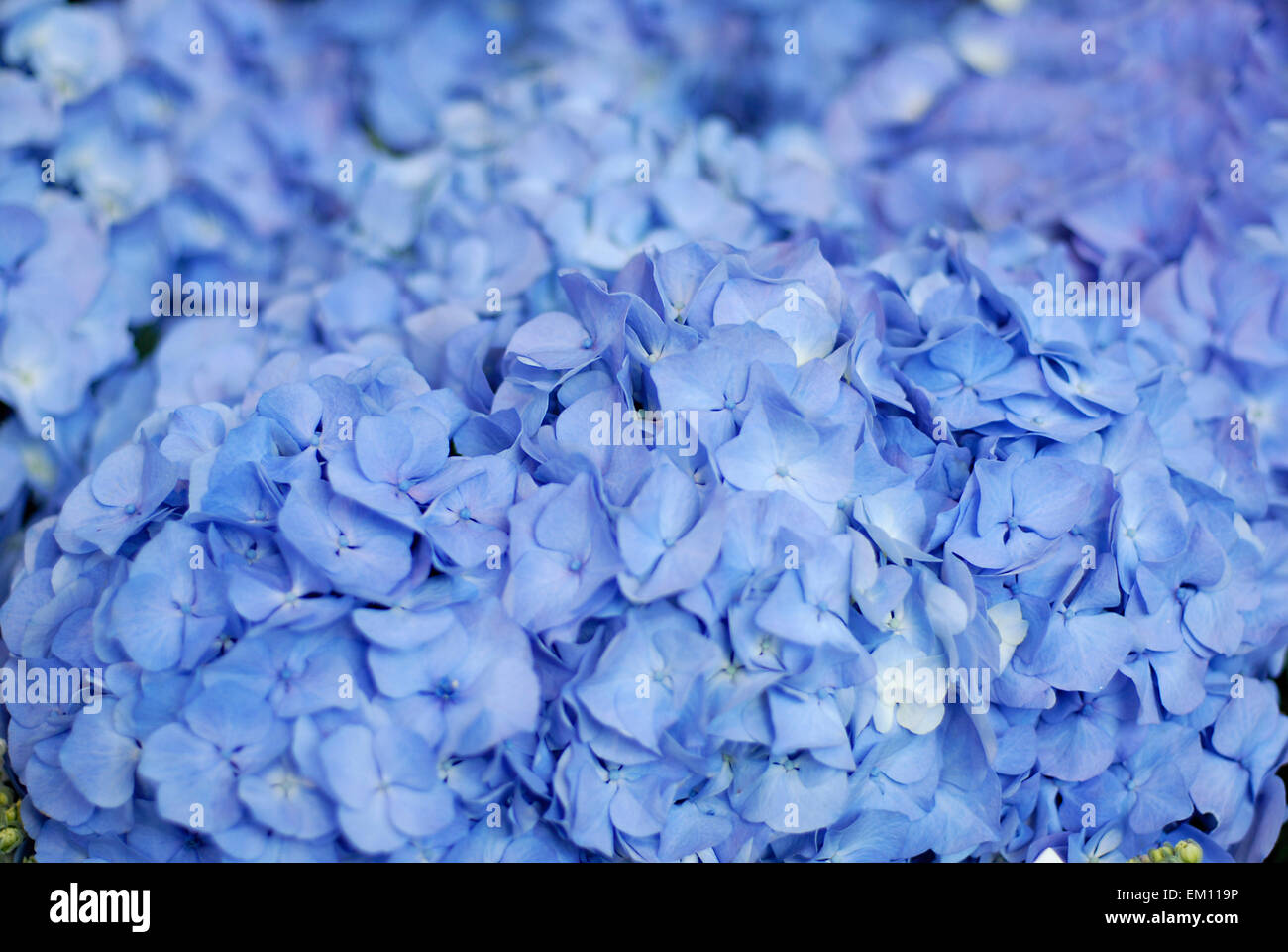 Beautiful fresh flowers Stock Photo - Alamy