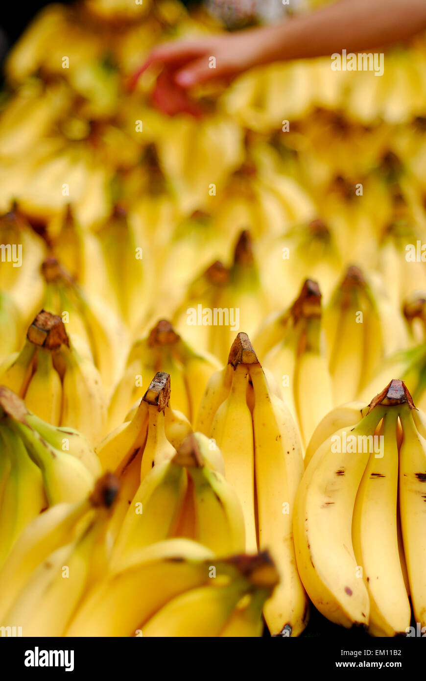 Bunch of ripe bananas Stock Photo - Alamy