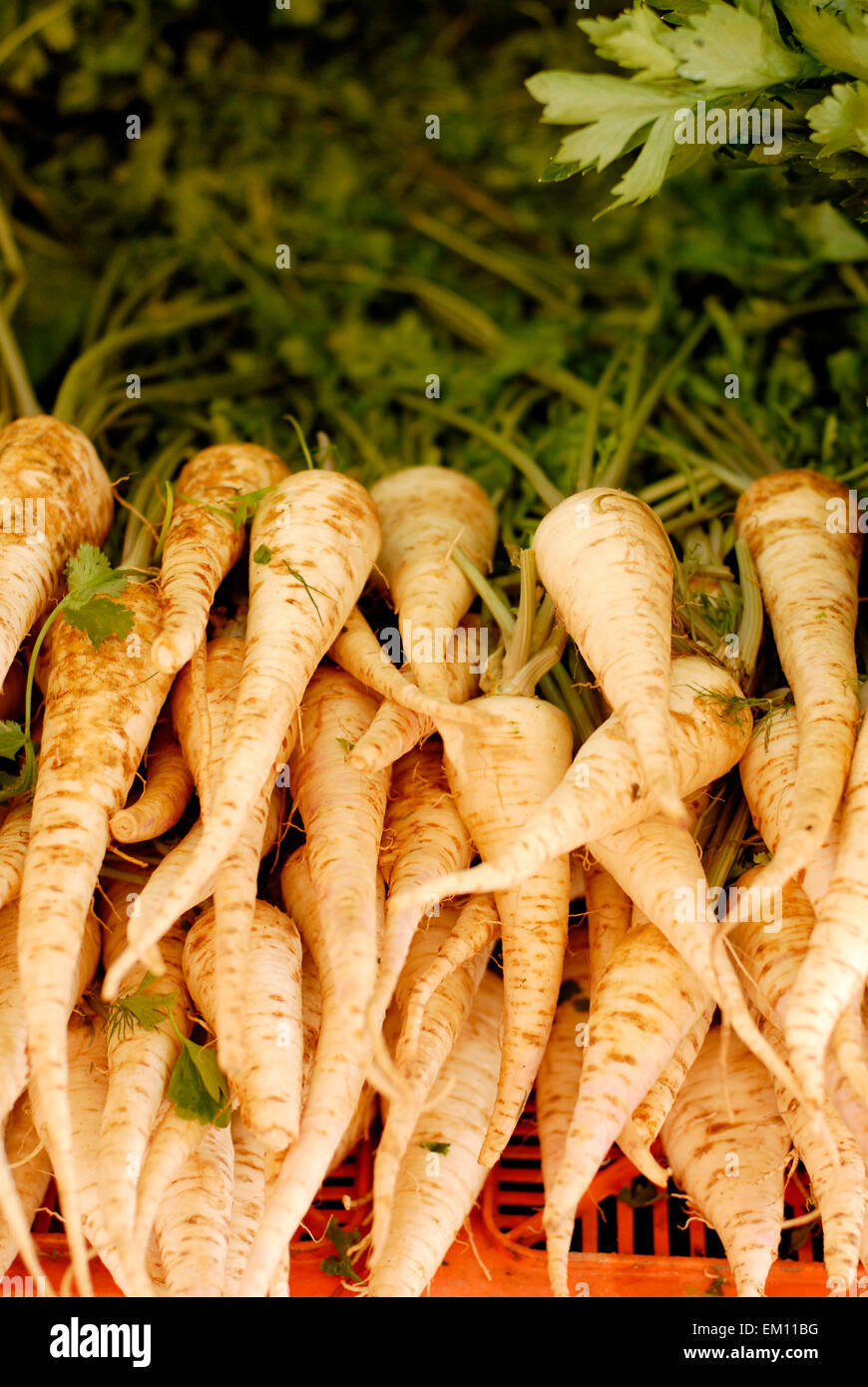 Whole raw parsnips for sale Stock Photo - Alamy