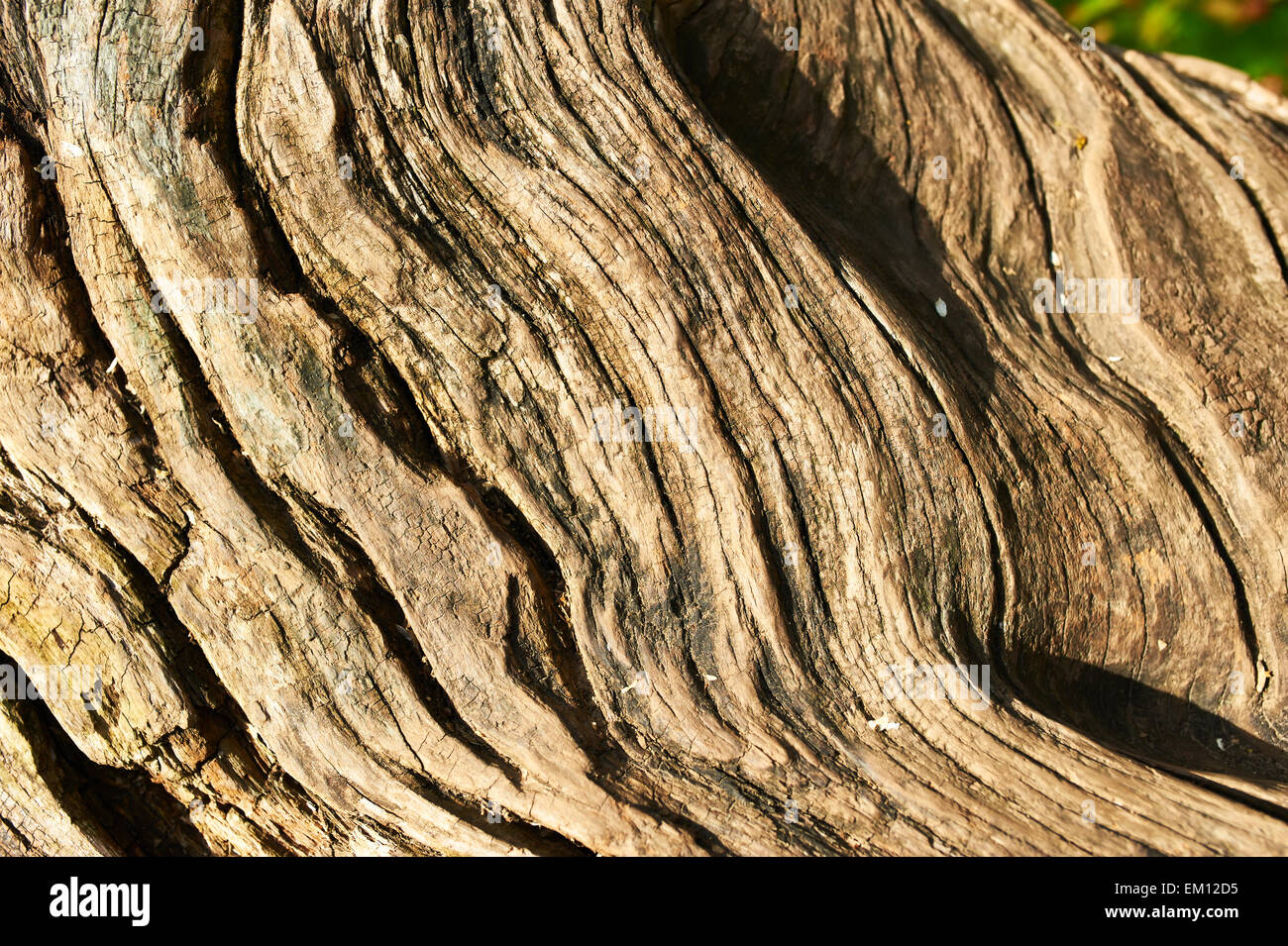 Old tree background Stock Photo - Alamy