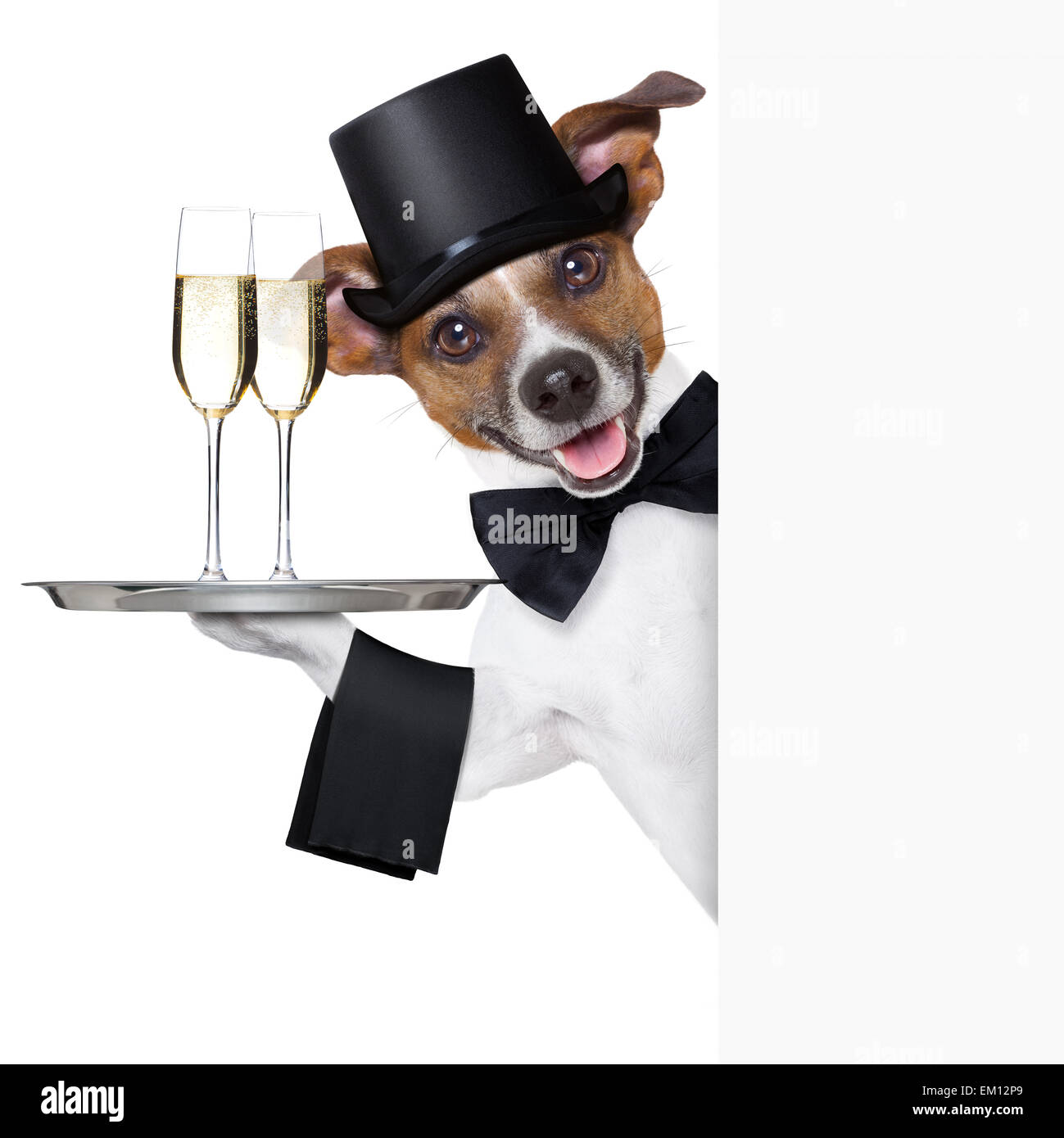 Toast the dog hi-res stock photography and images - Alamy
