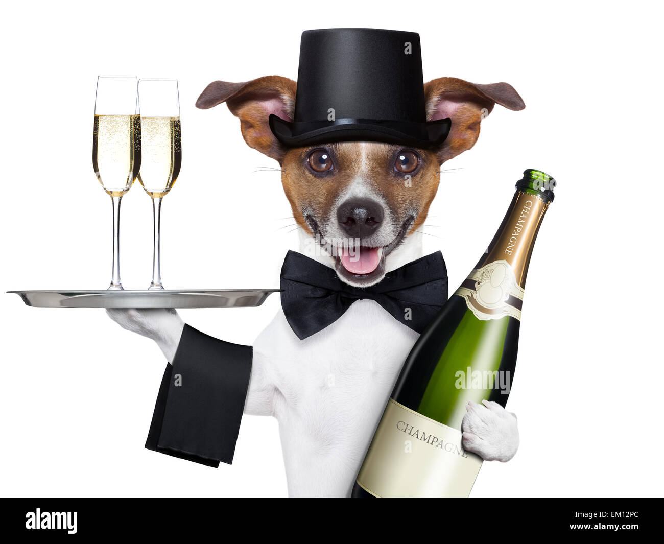 Toast the dog hi-res stock photography and images - Alamy