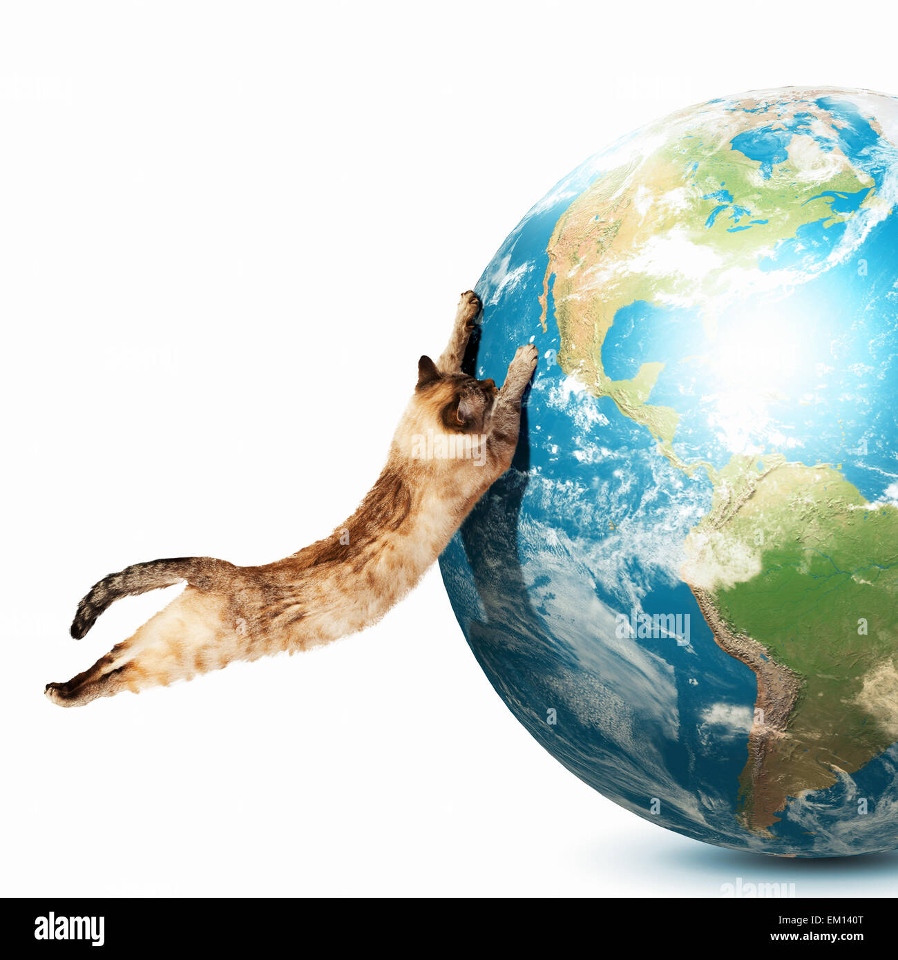 Siamese cat playing Stock Photo - Alamy