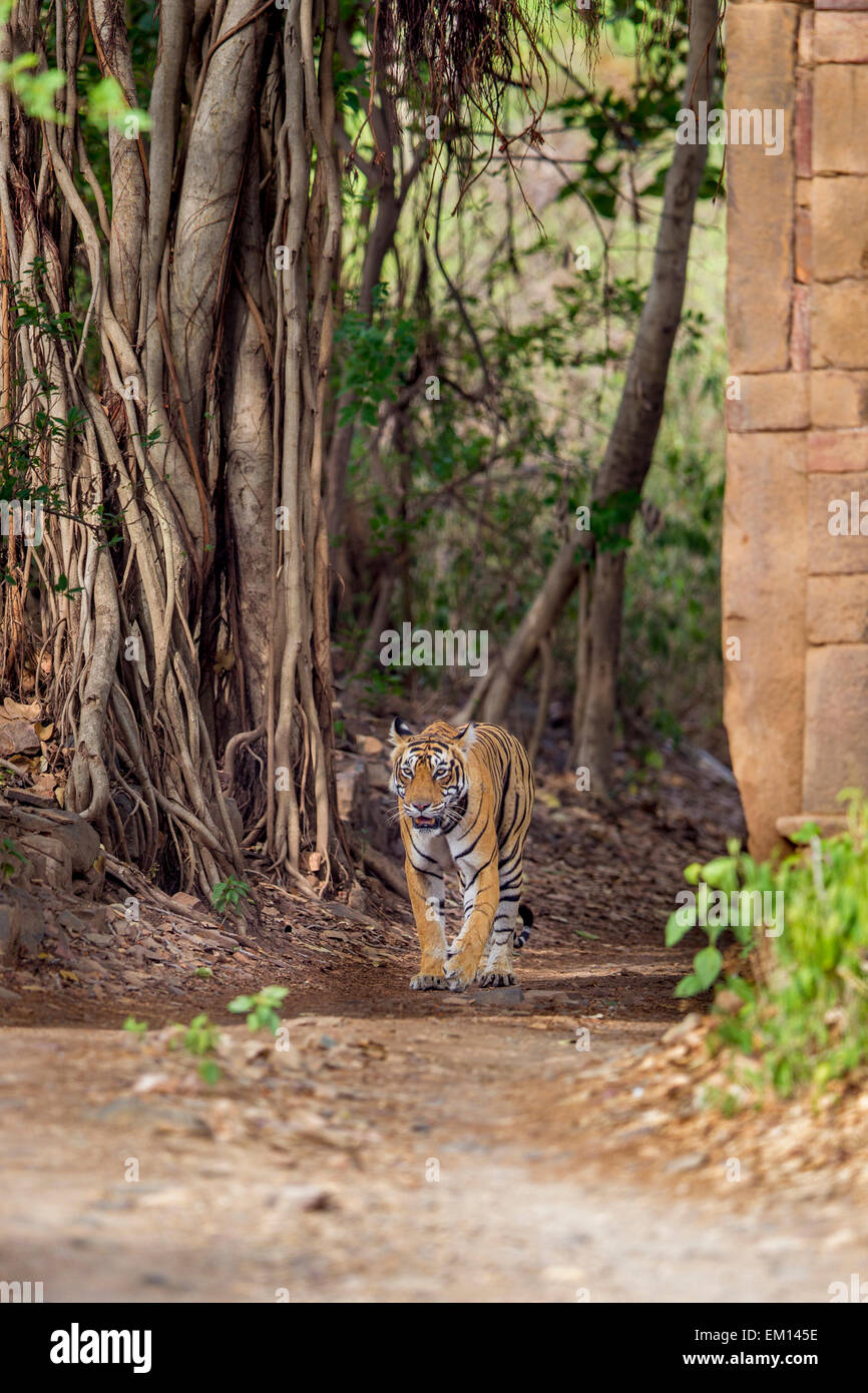 Bengal Tigress walking through an ancient gate which is surrounded with ...