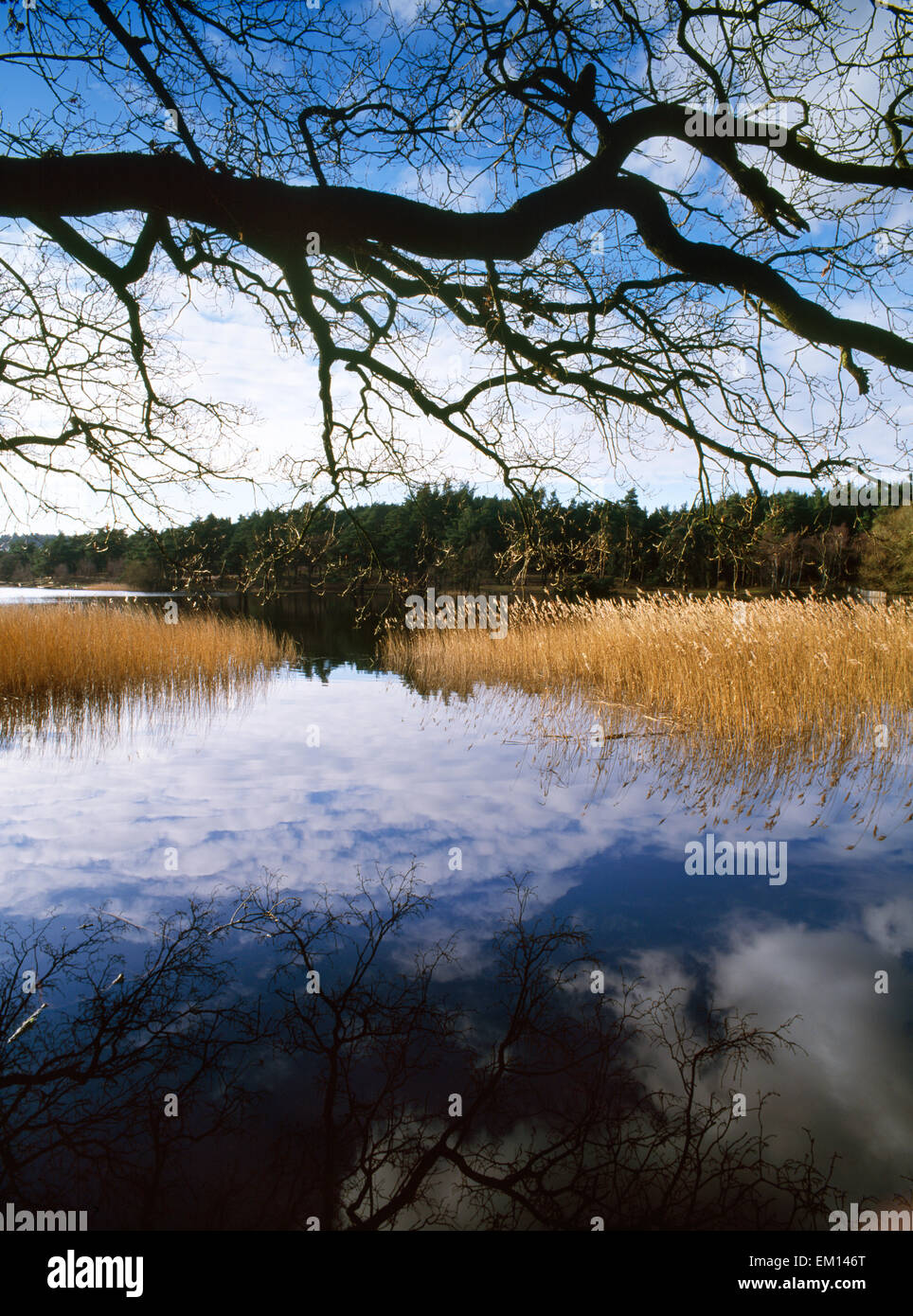 Little oak dam hi-res stock photography and images - Alamy