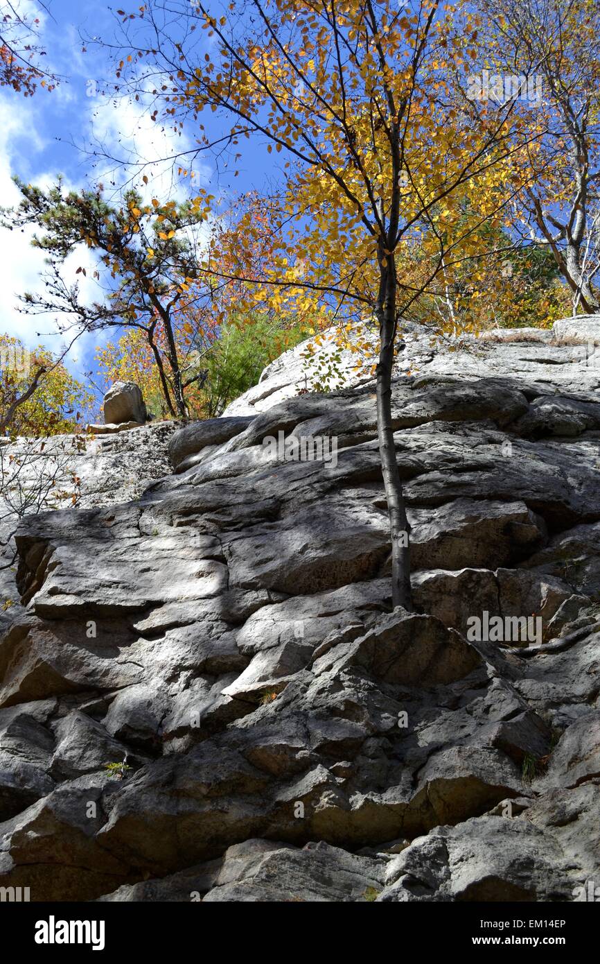 Picture of some trees growing horizontally on a rock wall Stock Photo ...