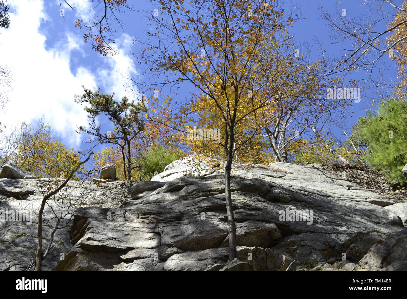 Trees growing horizontally hi-res stock photography and images - Alamy