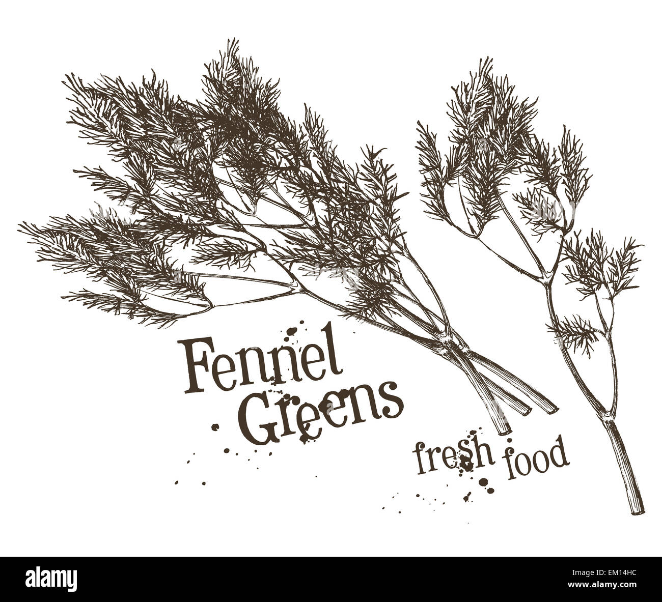 dill, fennel vector logo design template. fresh vegetables, food or ...