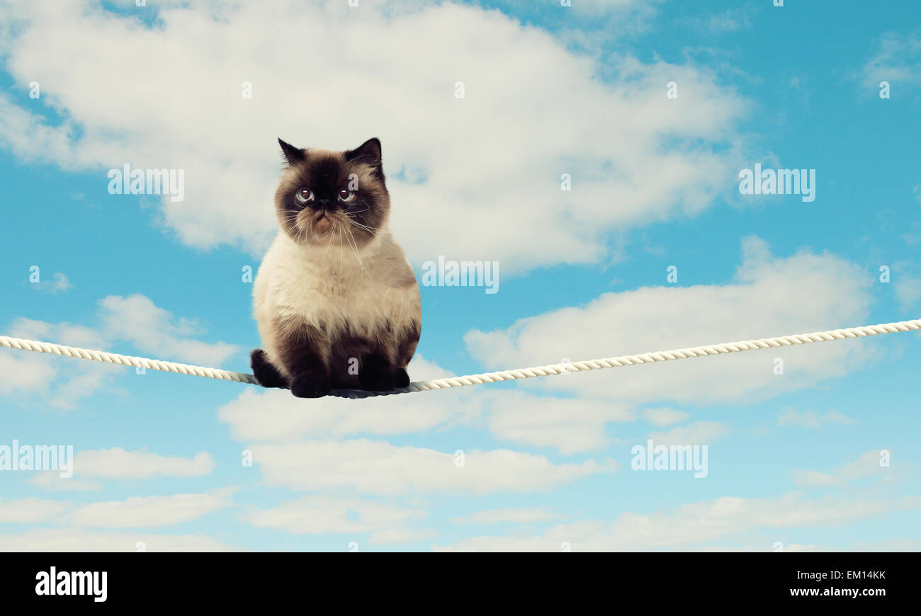 Rope cat hi-res stock photography and images - Alamy