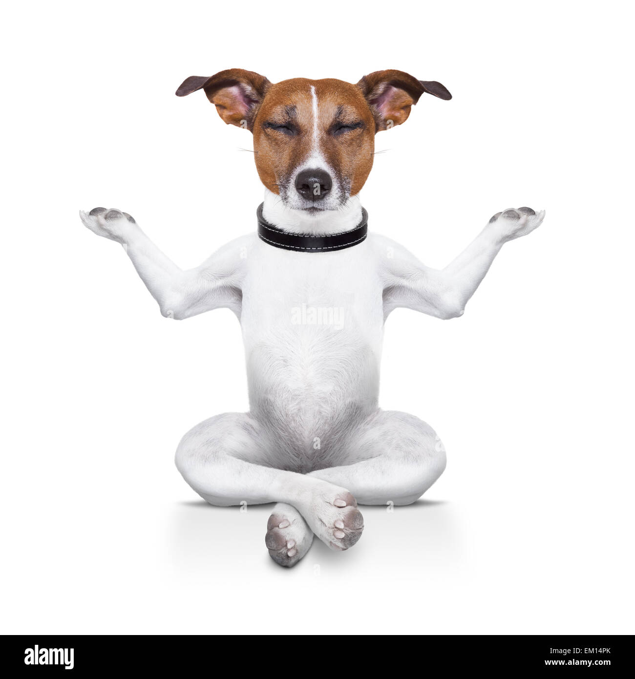 Dog for peace Cut Out Stock Images & Pictures - Alamy