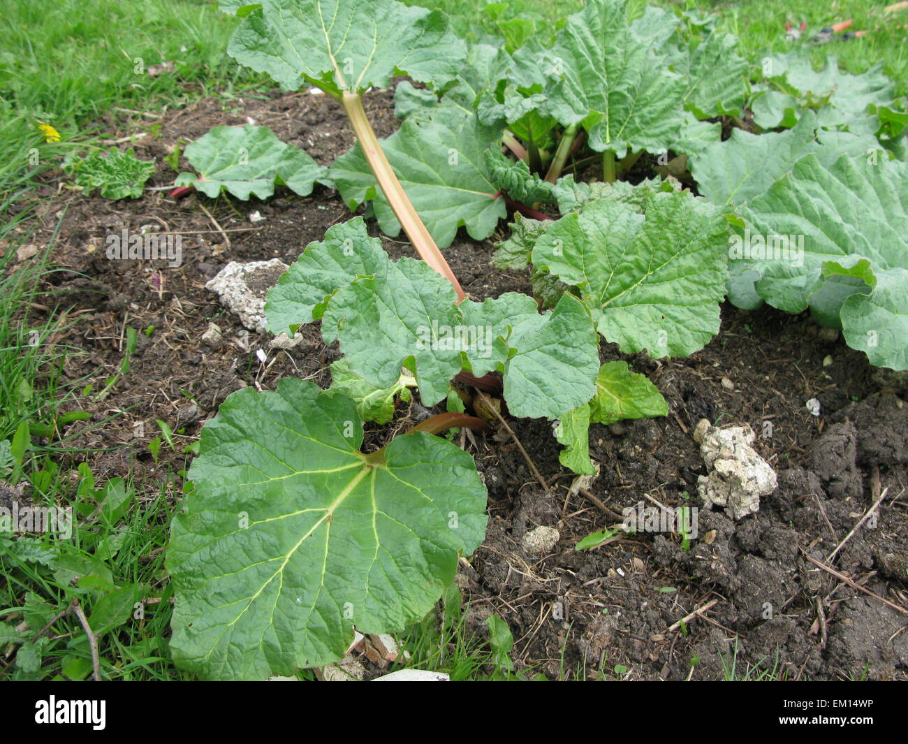 Divide rhubarb hi-res stock photography and images - Alamy