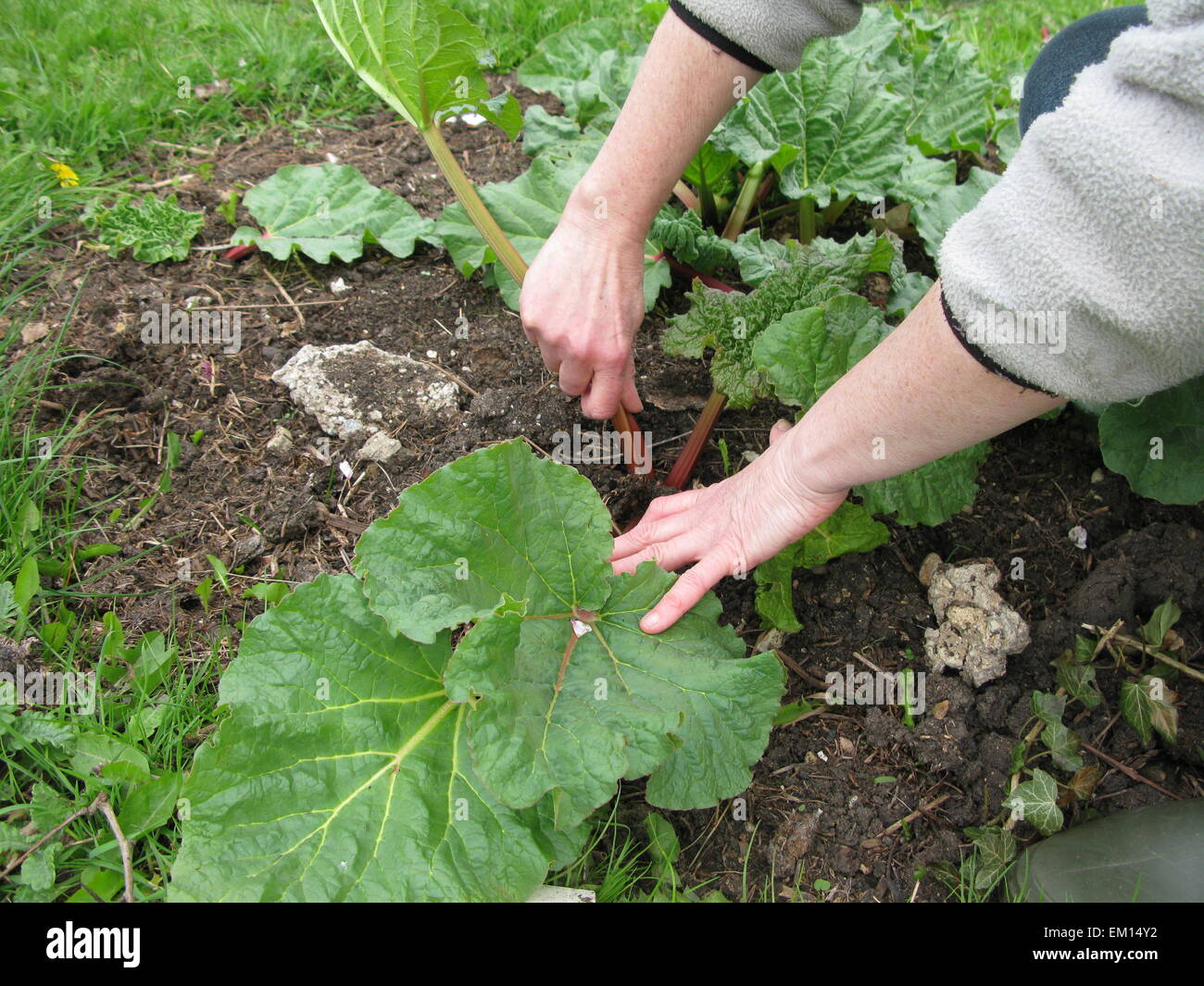 Harvesting young rhubarb Stock Photo - Alamy
