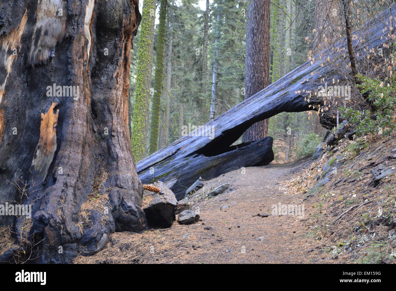 Death sequoias remain where they fall some time for centuries Stock ...