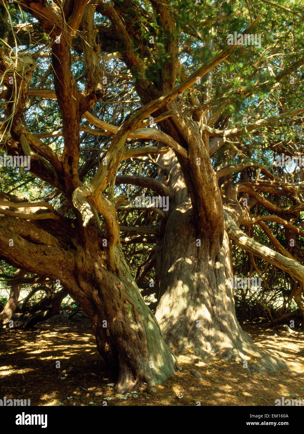 Kingley vale ancient yew tree hi-res stock photography and images - Alamy