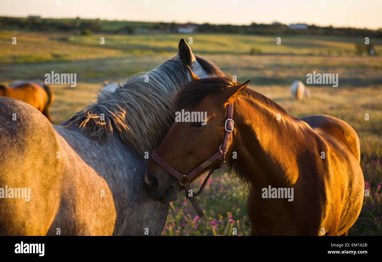 Two scratching others backs hi-res stock photography and images - Alamy