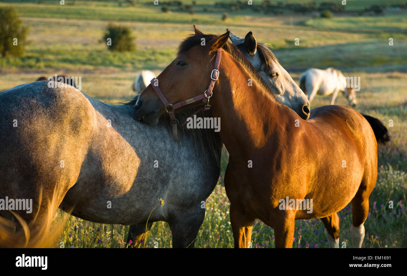 Two scratching others backs hi-res stock photography and images - Alamy