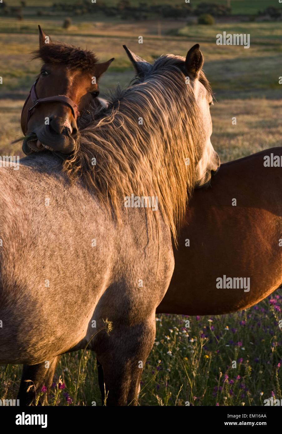 Two horse friends scratching each other's backs in green fields of ...