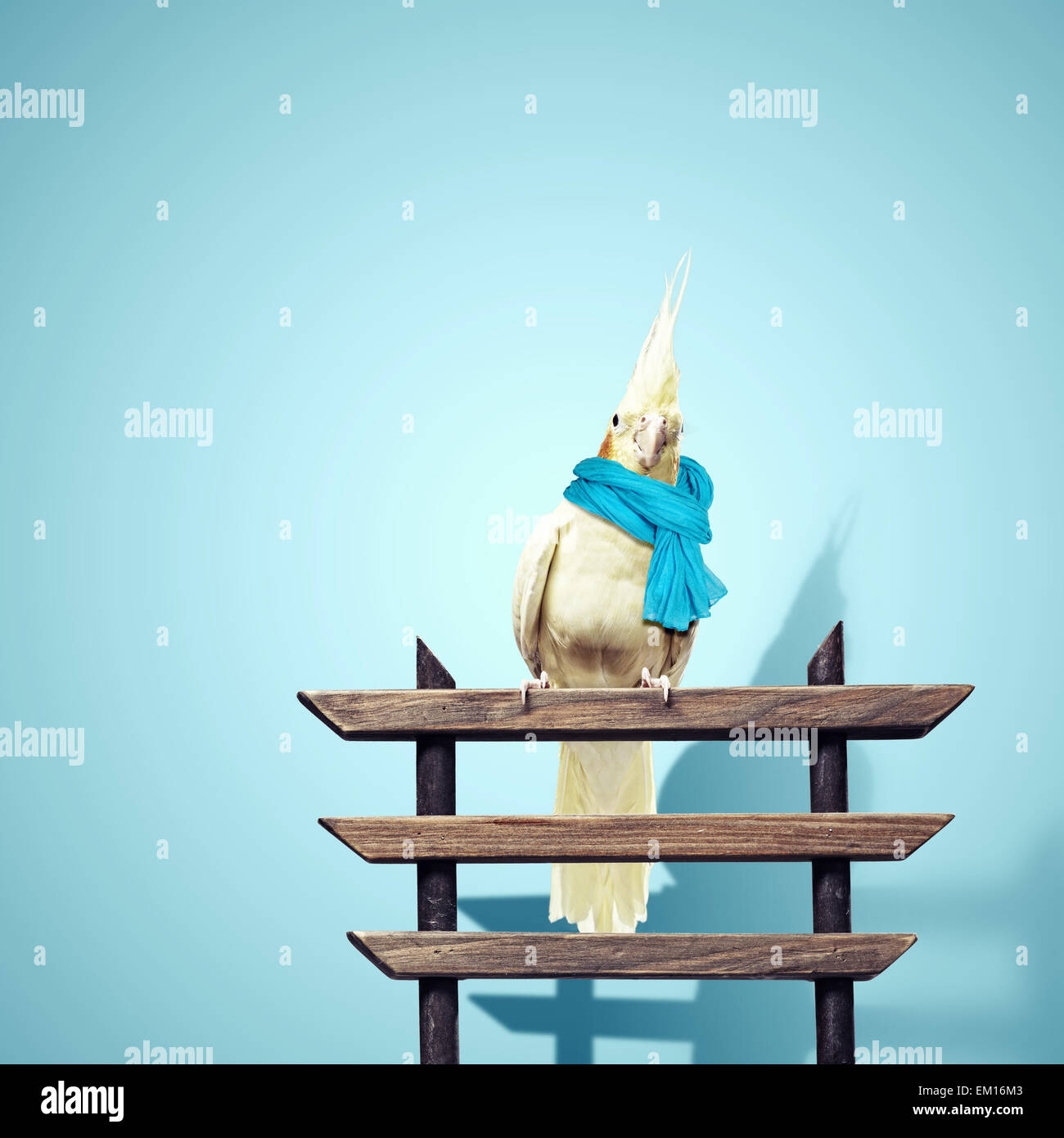 Funny parrot wearing scarf Stock Photo - Alamy