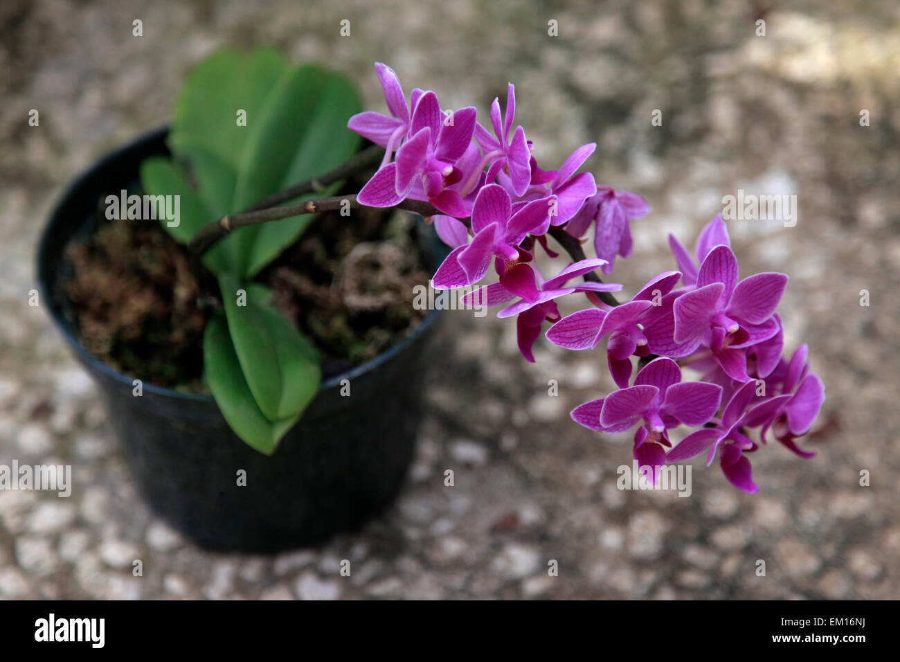 Orchid in planter hi-res stock photography and images - Alamy
