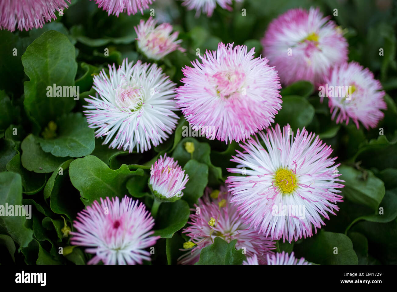 Marguerite daisy beauty hi-res stock photography and images - Alamy