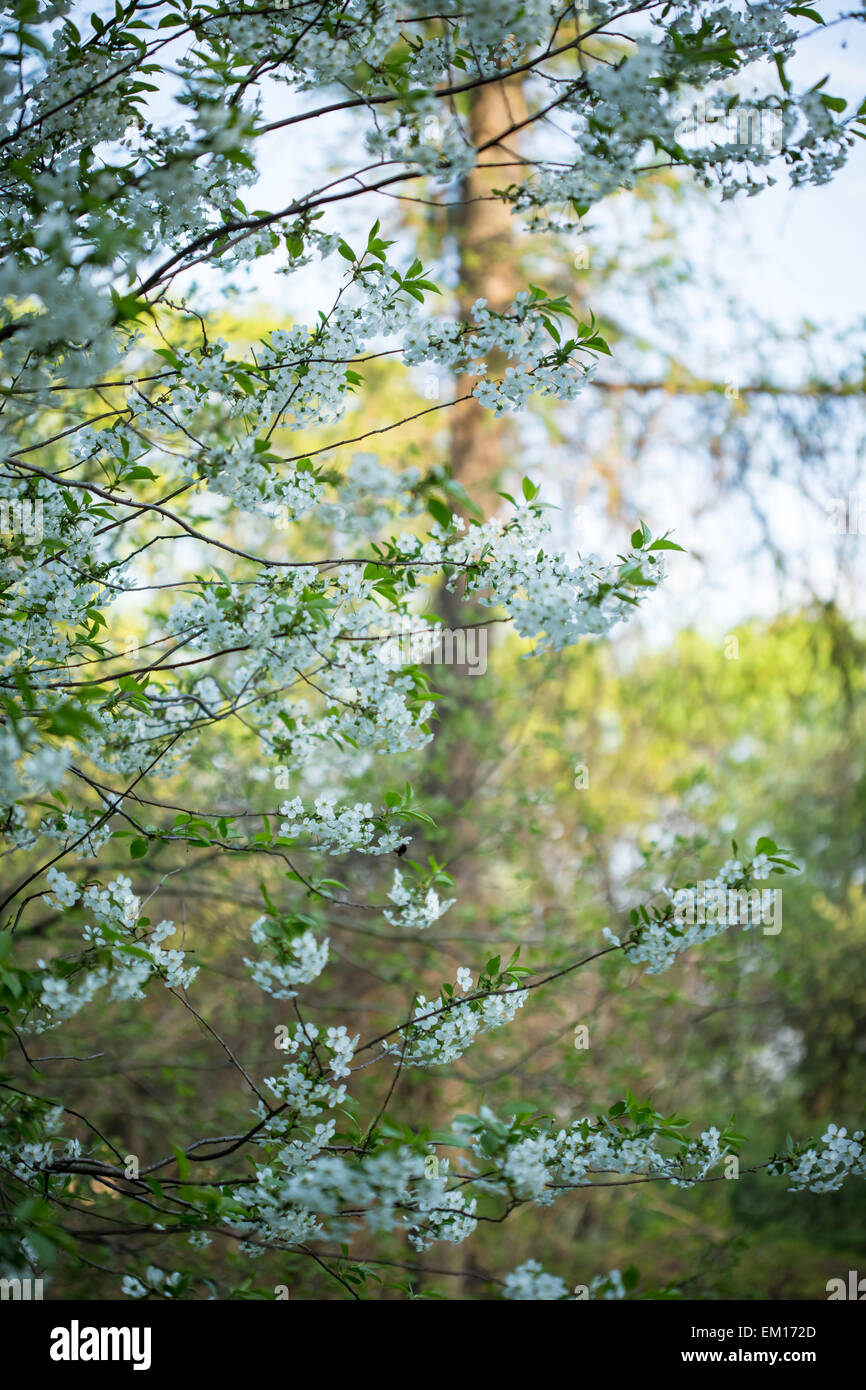 White tree flowers in spring Stock Photo - Alamy