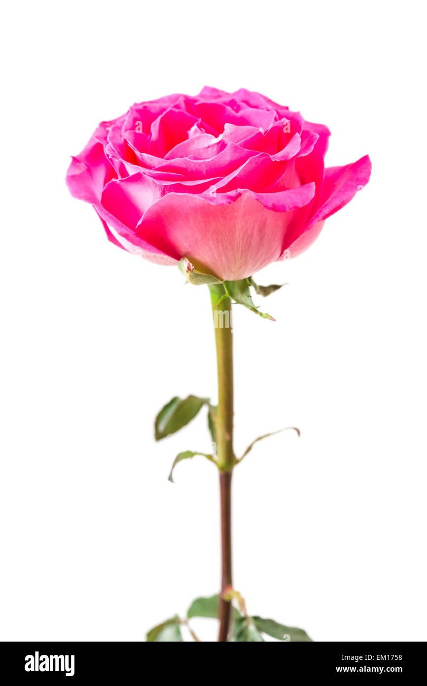 Pink Rose isolated Stock Photo - Alamy