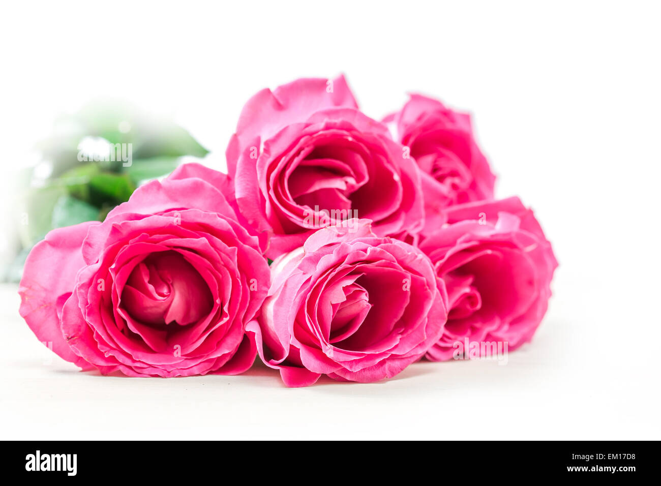 Garden roses bright pink Cut Out Stock Images & Pictures - Alamy