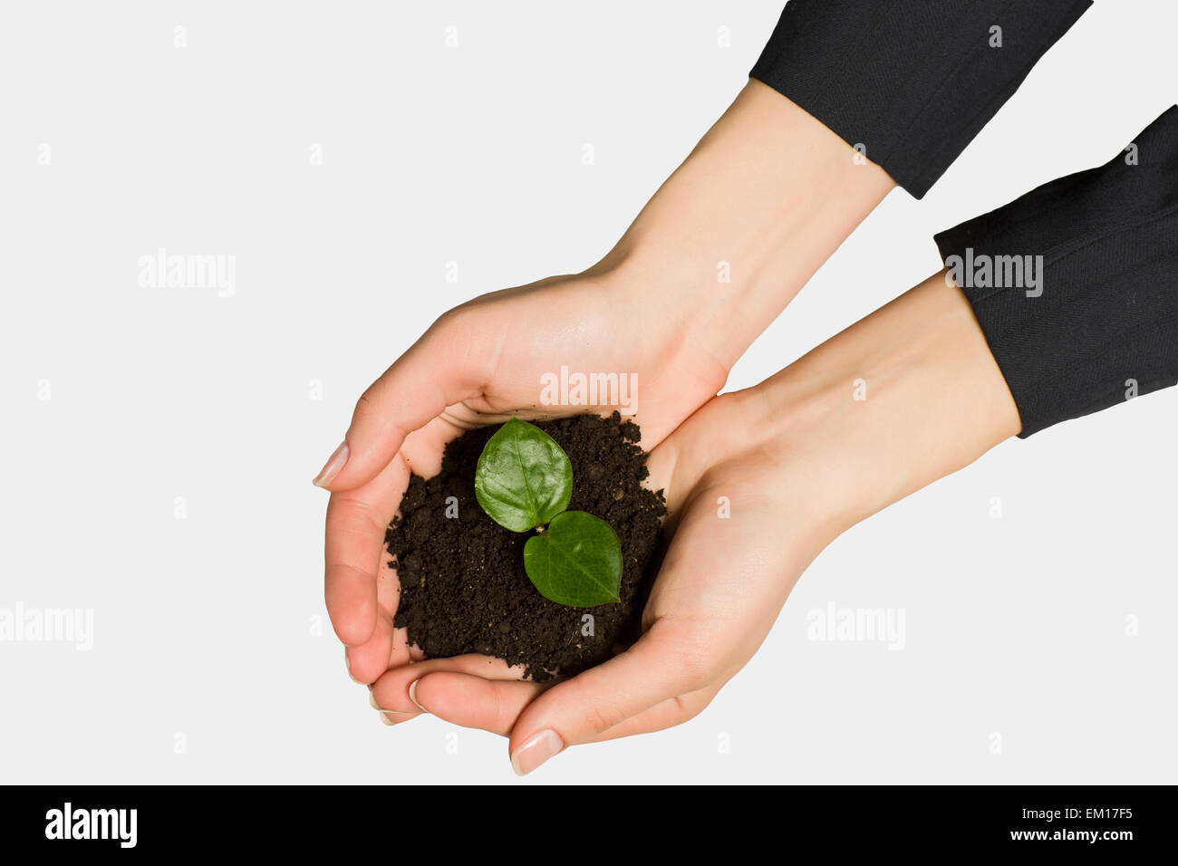 Sprout in hands Stock Photo - Alamy