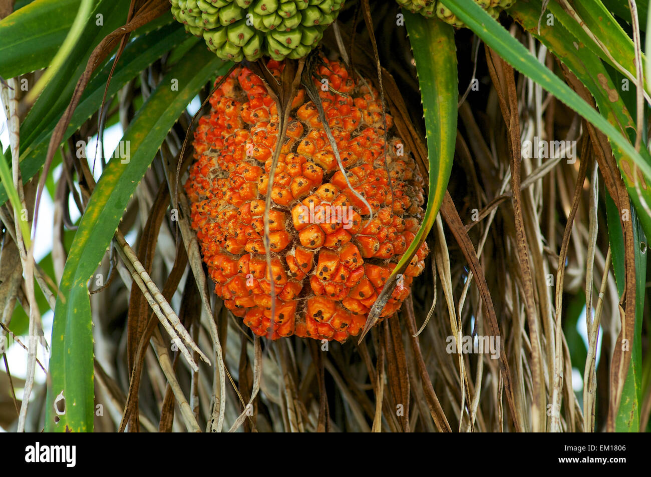 Screw pine pandanus tree fruit hi-res stock photography and images - Alamy