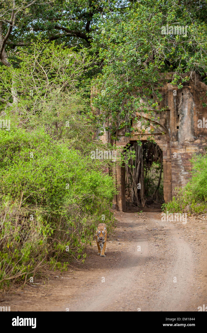 Bengal Tigress walking through an ancient gate which is surrounded with ...